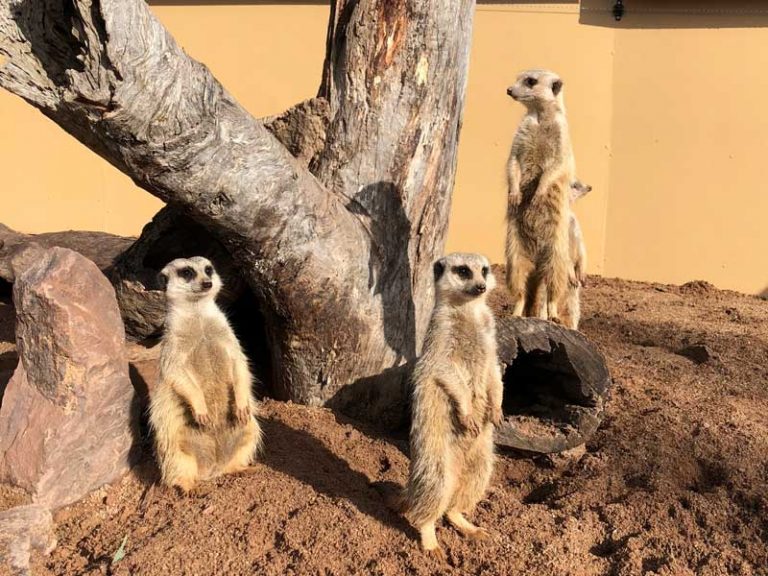 Meerkat | Mansfield Zoo