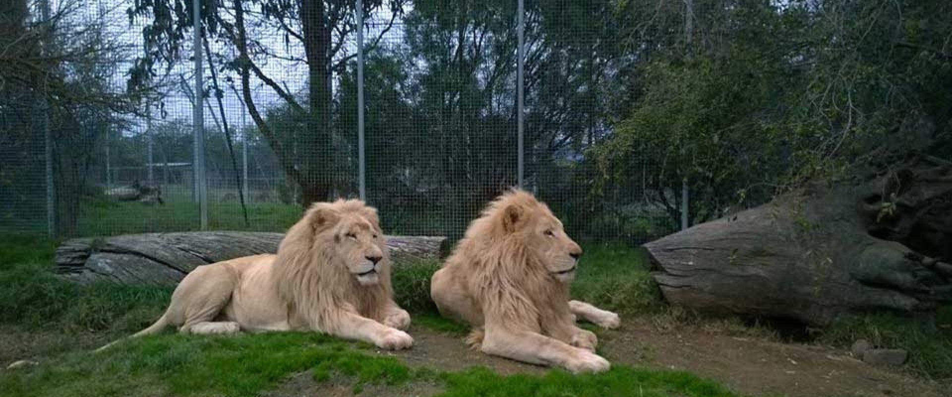 Mansfield Zoo